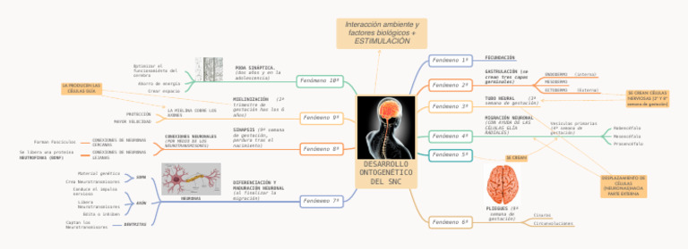 Desarrollo del SNC: Etapas Clave | PDF | Neurona | Sinapsis
