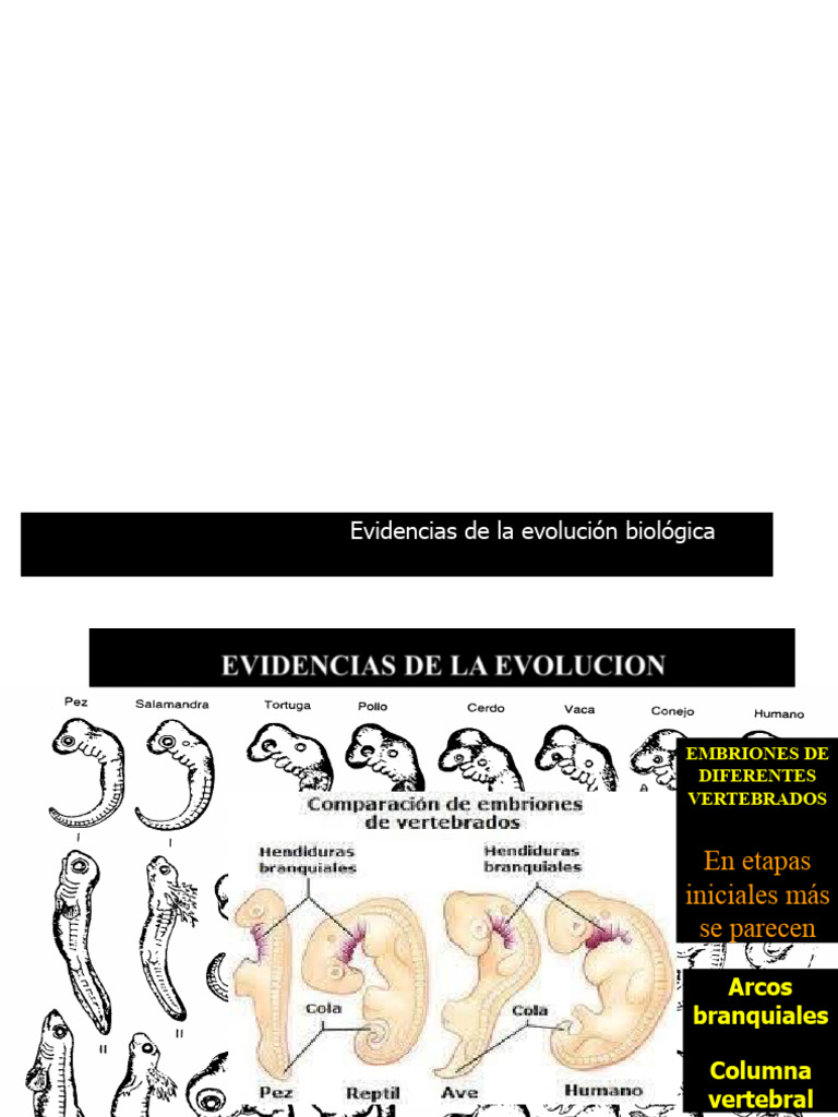 Evidencias Evolucion | PDF | Fósil | Evolución