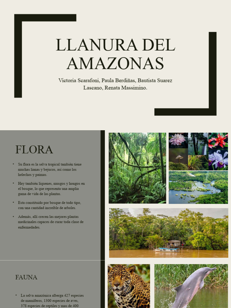 Llanura Del Amazonas | PDF | río Amazonas | Selva amazónica