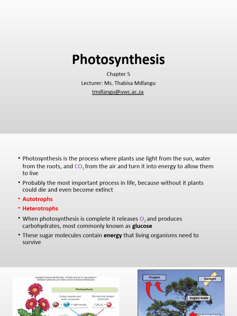 Photosynthesis | Download Free PDF | Photosynthesis | Biochemistry