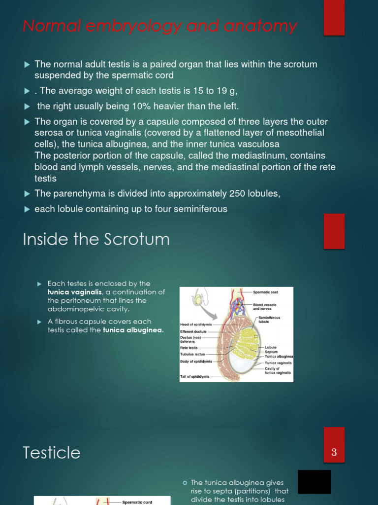 PATH DR - Hameed Male Reproductive System Lec 1 | PDF | Testicle ...