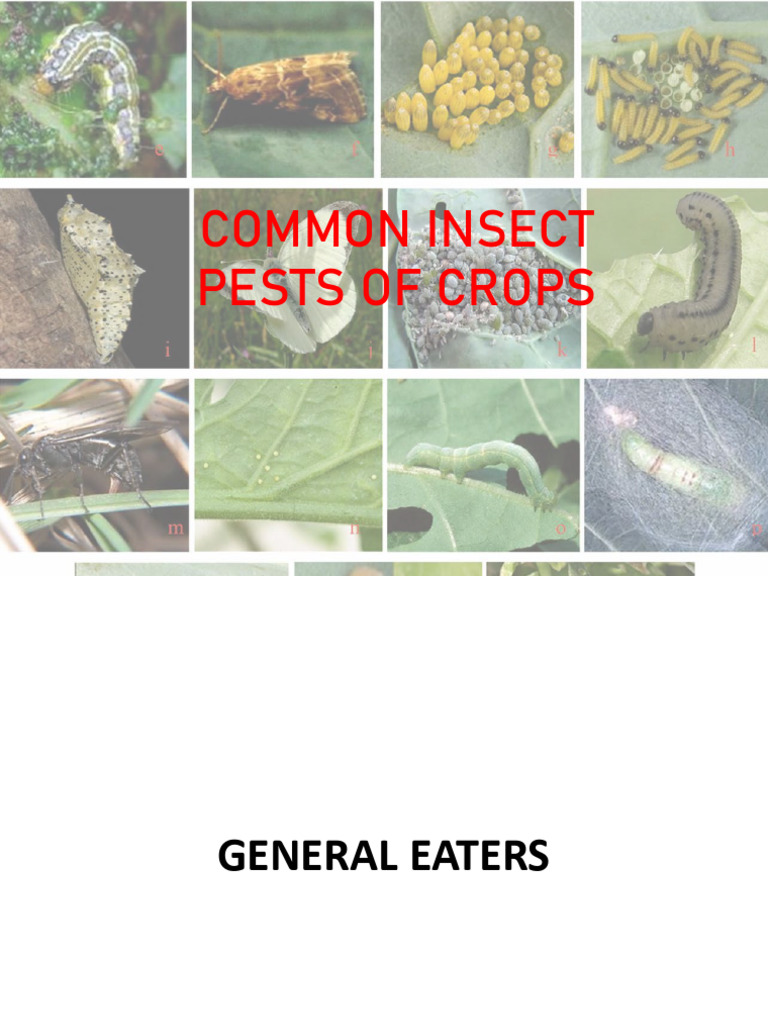 Insect Pests of Crops | Download Free PDF | Beetle | Lepidoptera