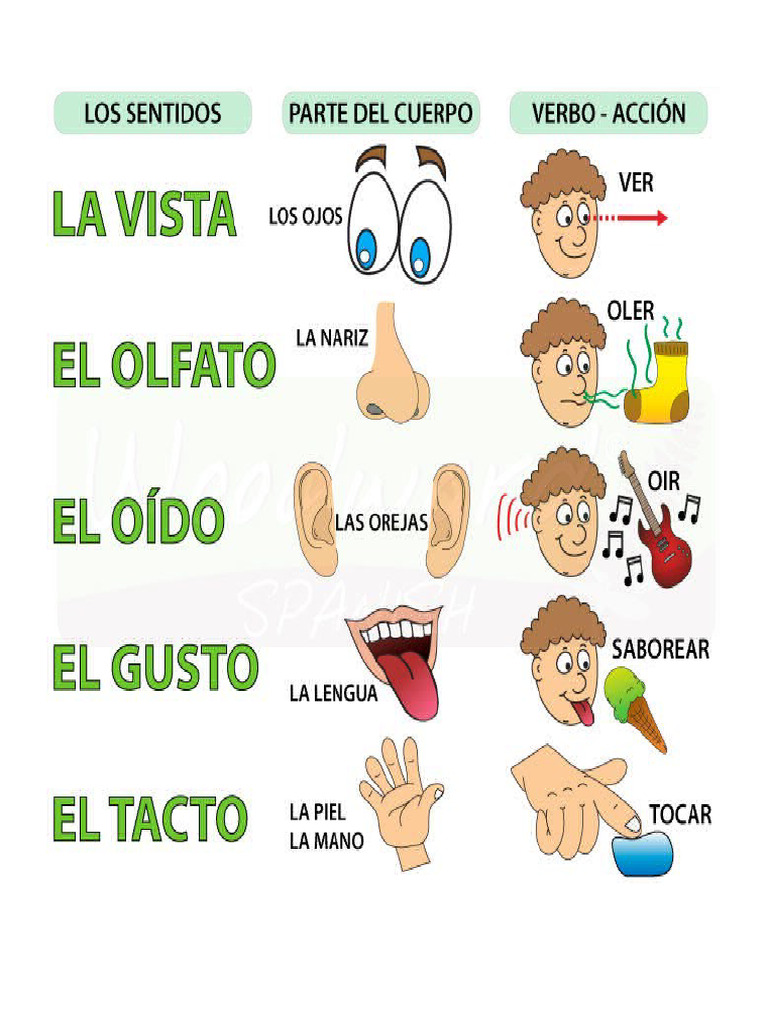 Los 5 Sentidos Con Ejemplos | PDF