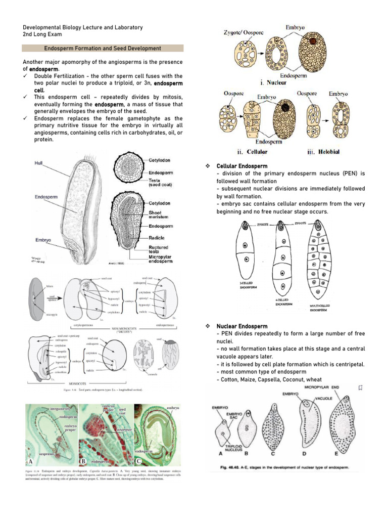 Devbio 1 | PDF | Seed | Embryo