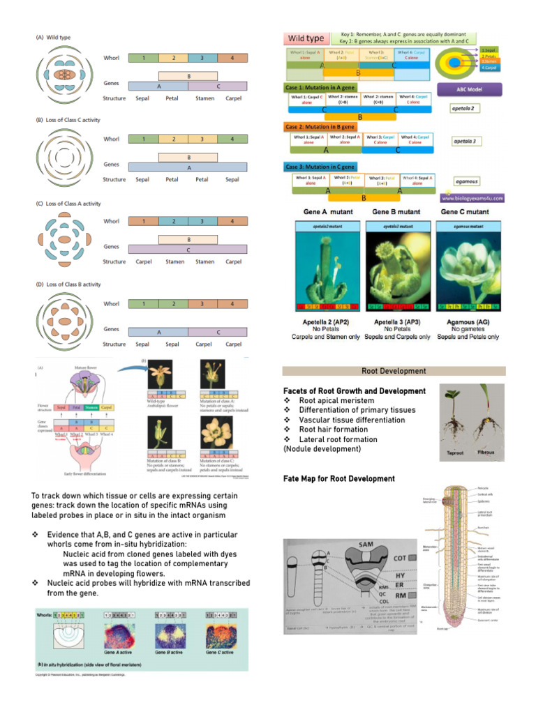 Devbio 3 | PDF | Root | Botany
