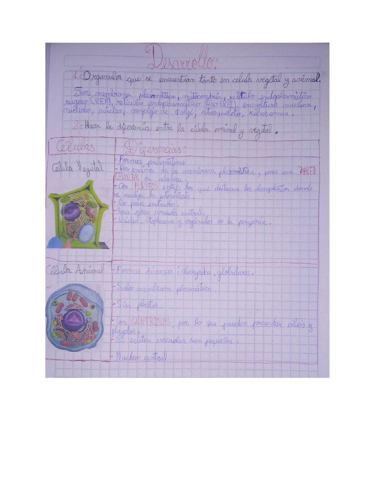 1AS_AlegeLeonN_CÉLULA ANIMAL Y VEGETAL | PDF