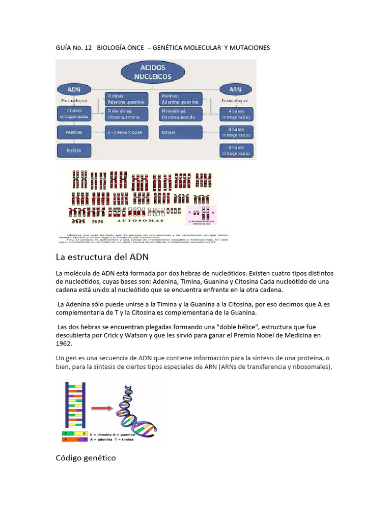 GUÍA No 12 BIOLOGÍA 11 GENETICA MOLECULAR Y MUTACIONES | Descargar gratis PDF | Adn | Mutación