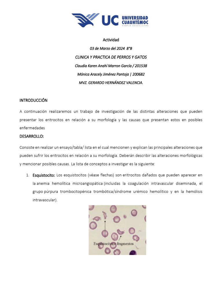 Alteraciones Morfológicas de Eritrocitos | PDF | Glóbulo rojo | Anemia