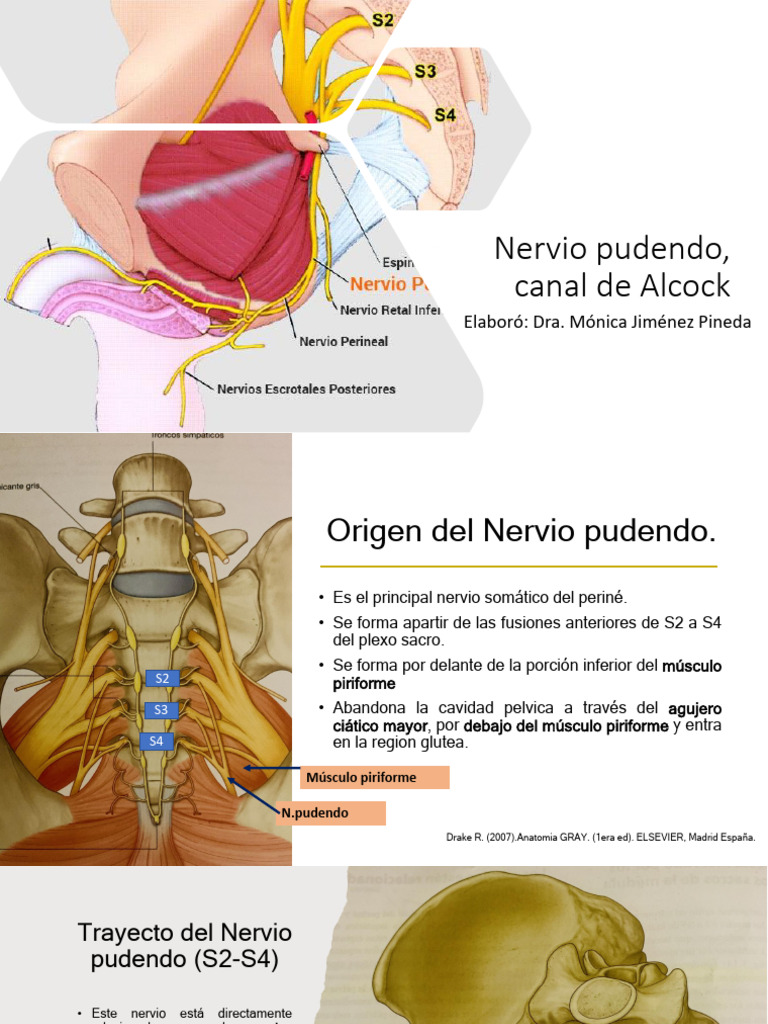 Nervio Pudendo Anatomia | PDF | Sistema nervioso | Neuroanatomía