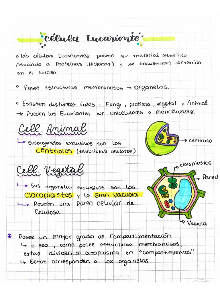 Célula Eucarionte, Pared Celular y Membrana Plasmática | PDF Célula Eucarionte, Pared Celular y Membrana Plasmática | PDF