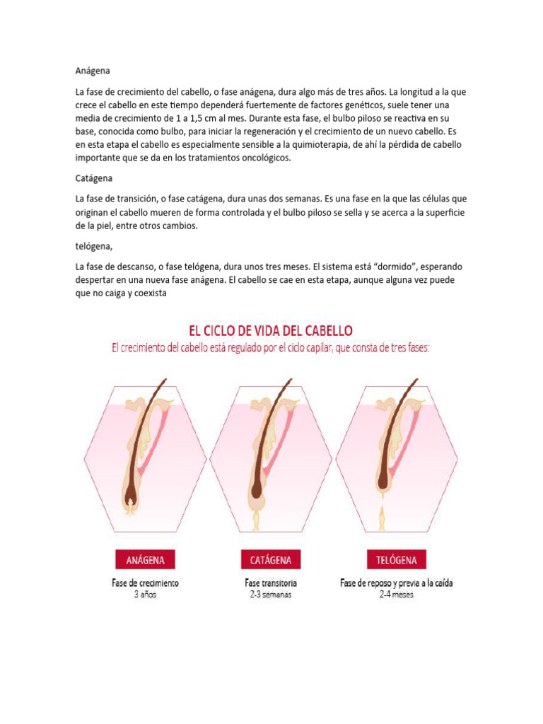 Fases Del Cabello | PDF