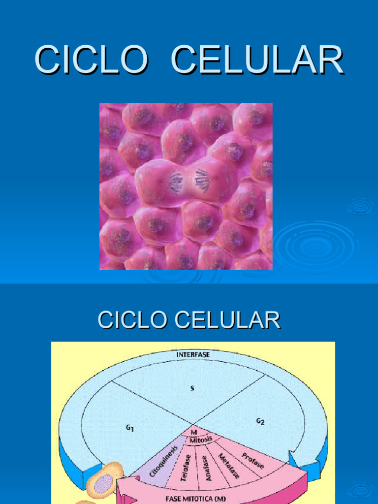 Importancia del Ciclo Celular y Mitosis | PDF | Mitosis | Mitosis