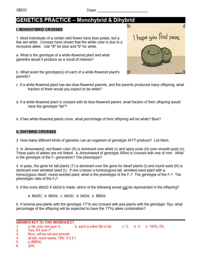Genetics Practice Monohybrid and Dihybrid | PDF