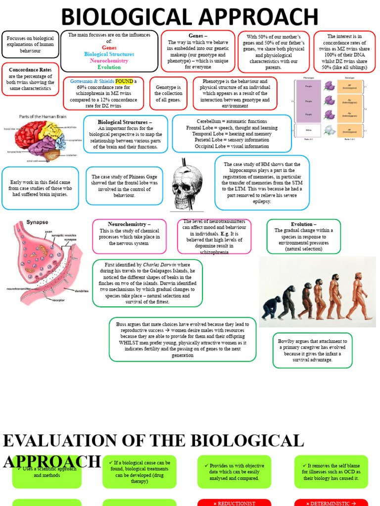 Biological Approach - Psy A Level | PDF | Evolution | Natural Selection