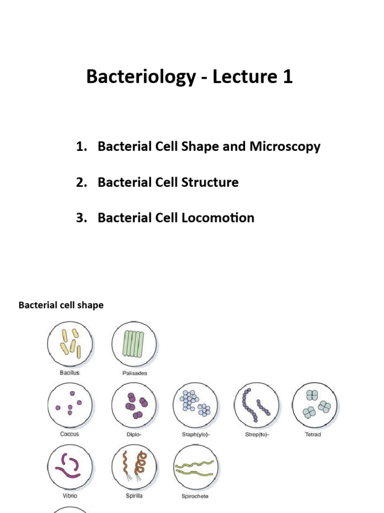 Bacteriology Revision Slides | Download Free PDF | Bacteria | Salmonella