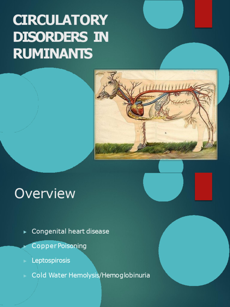 4460 Circulatory Disorders 2022 - 3 | PDF | Congenital Heart Defect | Heart