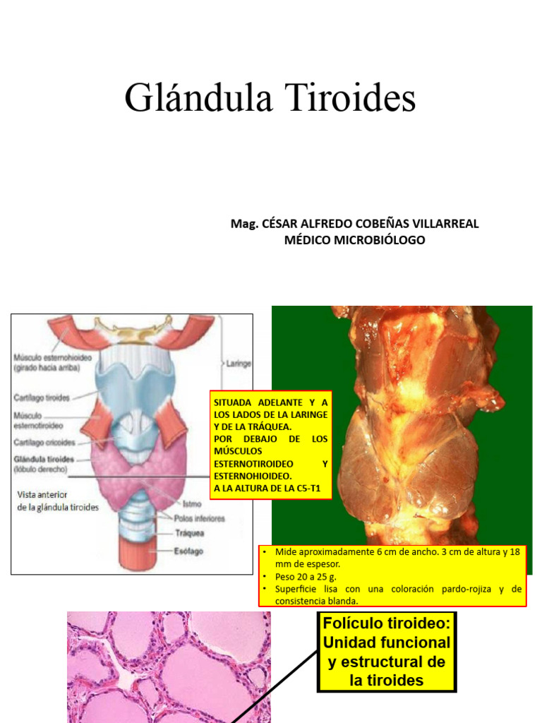 Estructura y Función de la Tiroides | PDF | Tiroides | Cabeza y cuello ...
