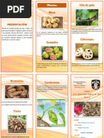 Ichu | PDF | Plantas | Horticultura y jardinería