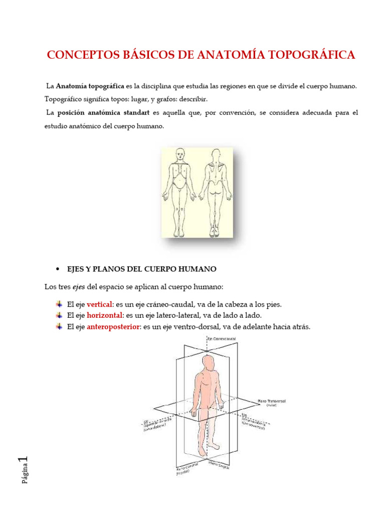 Medicina Legal-Conceptos Básicos de Anatomía Topográfica | PDF | Términos anatómicos de ...