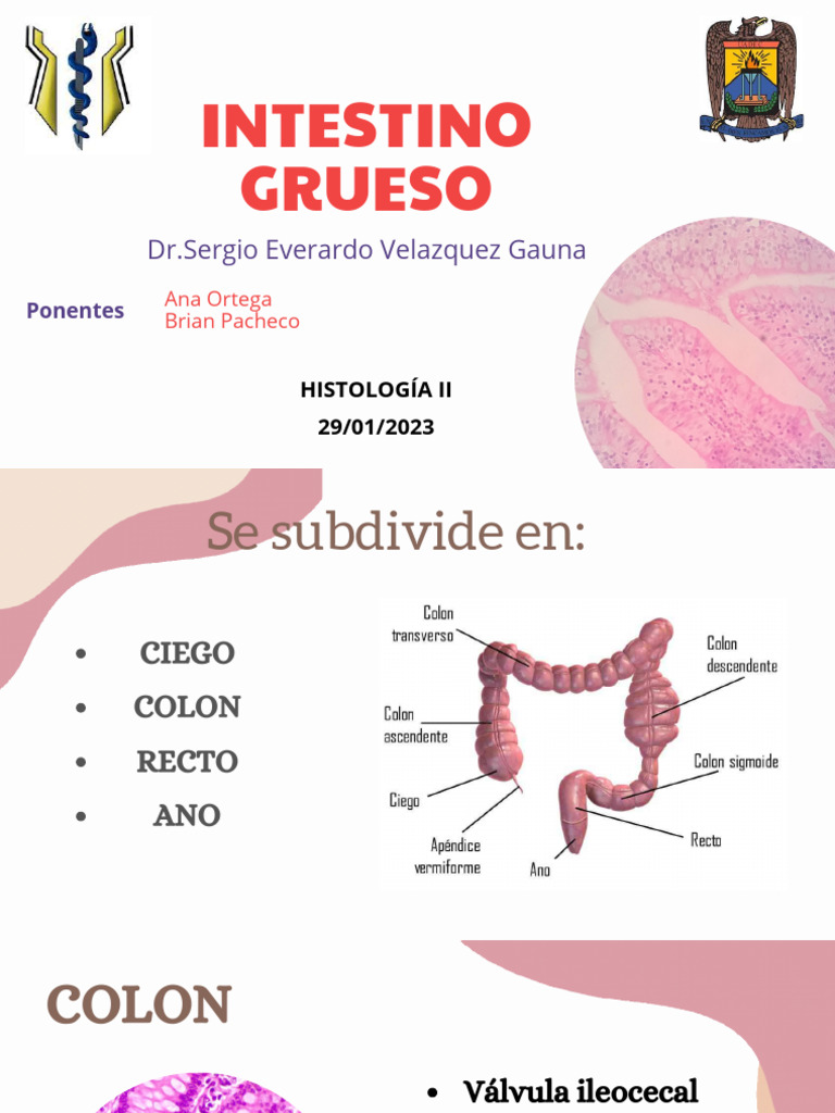COLON, RECTO, ANO Y APÉNDICE | PDF | Intestino grueso | Recto
