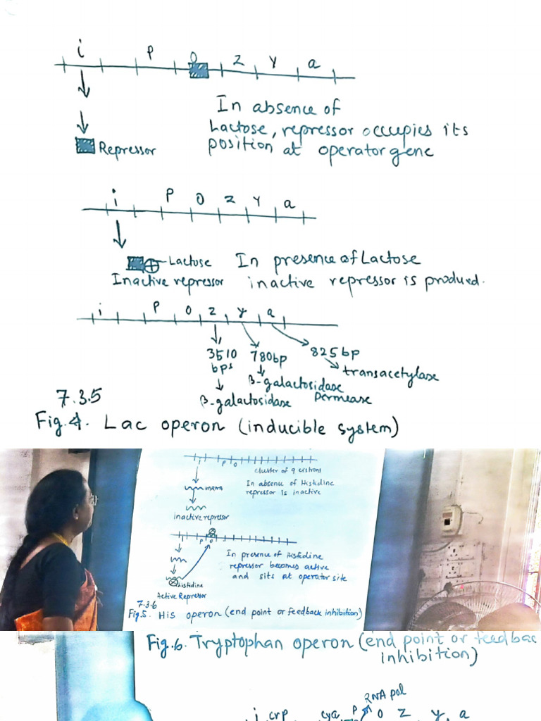 Operon Concept | PDF