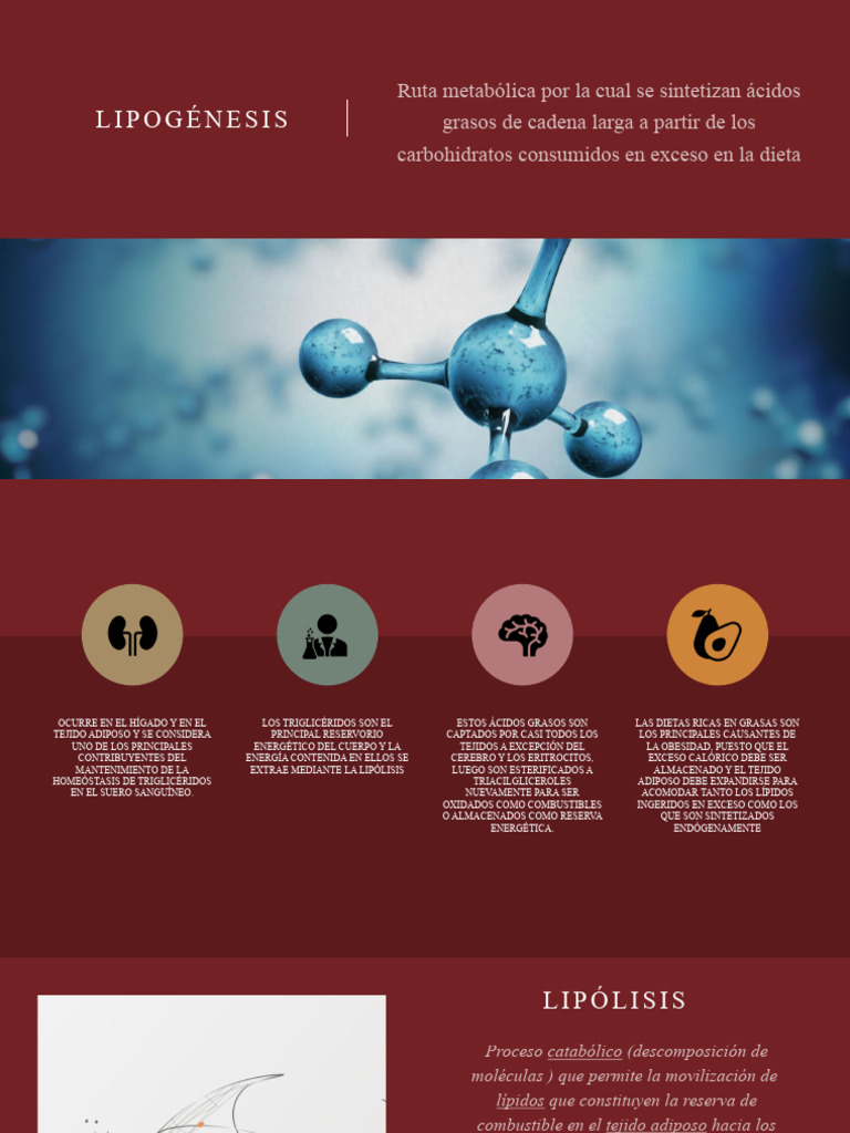 Lipogénesis y Lipólisis en Metabolismo | PDF