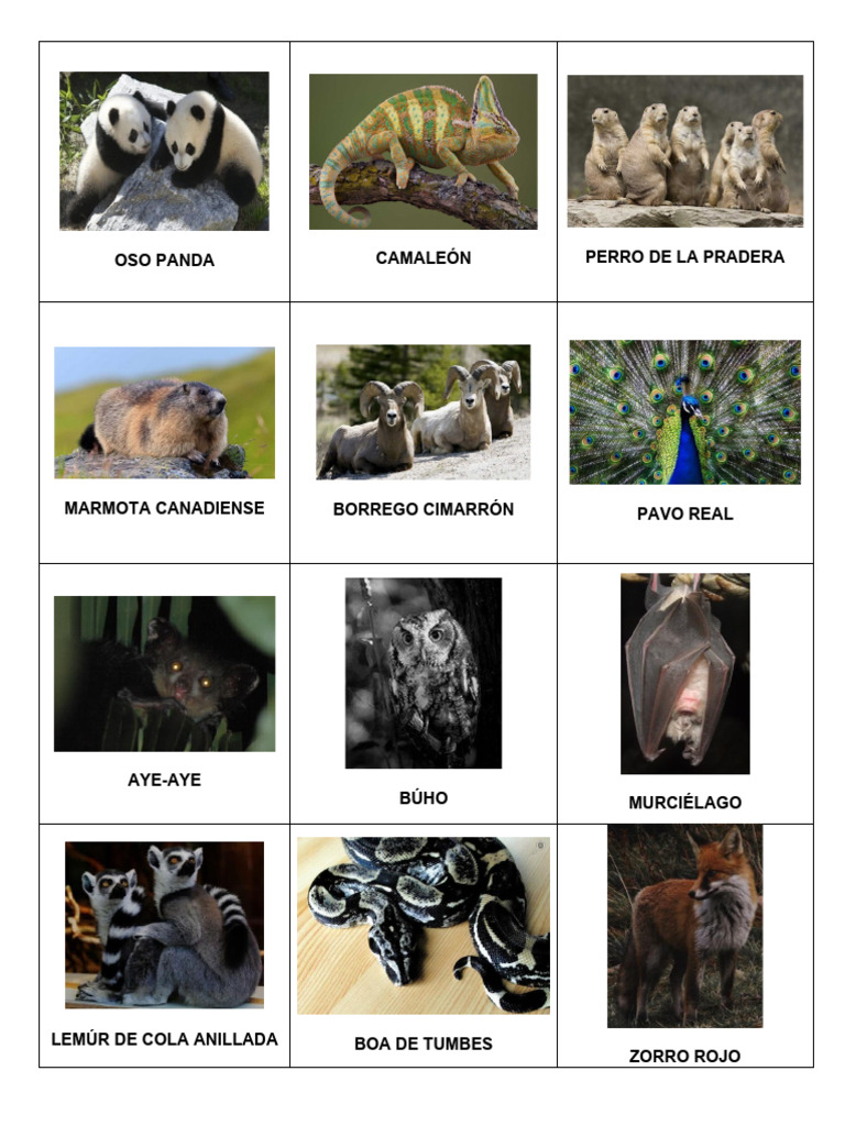 Animales Nocturnos | PDF