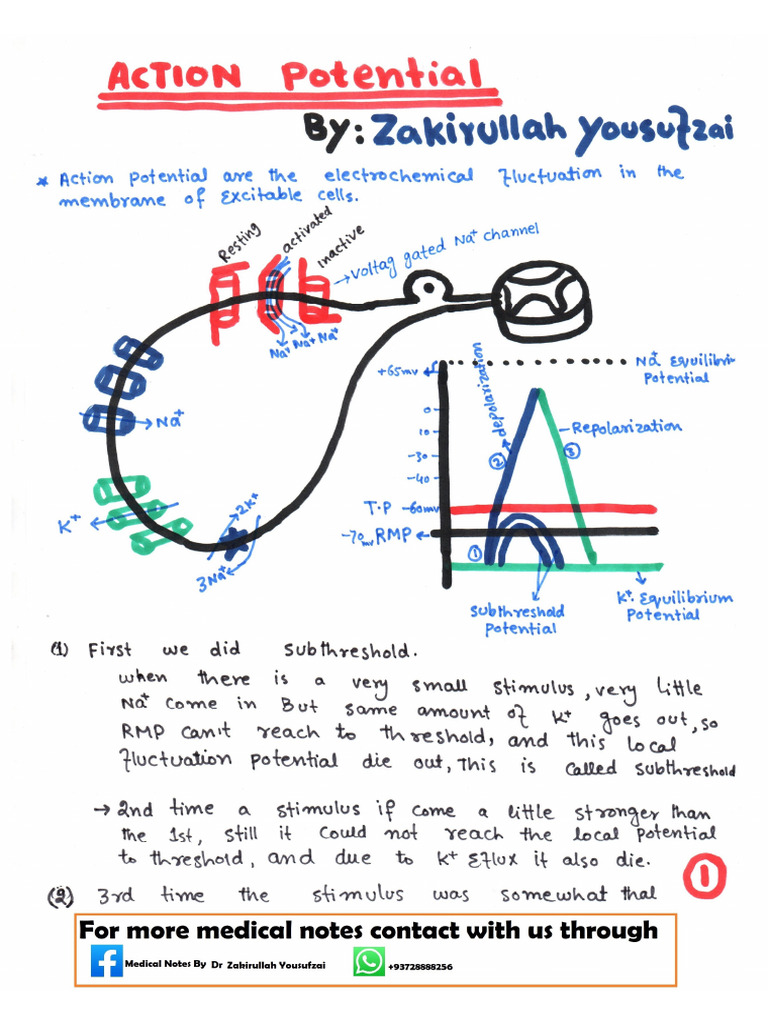 4 Action Potential | PDF