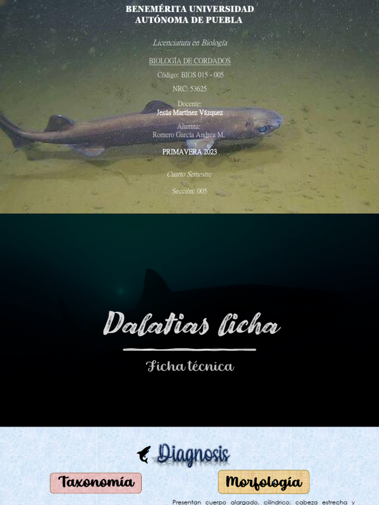 Dalatias Licha - Ficha Técnica | PDF | Tiburones | Zoología