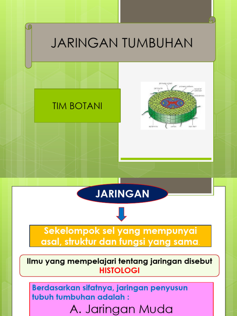 Struktur dan Fungsi Jaringan Meristem | PDF | Sains & Matematika