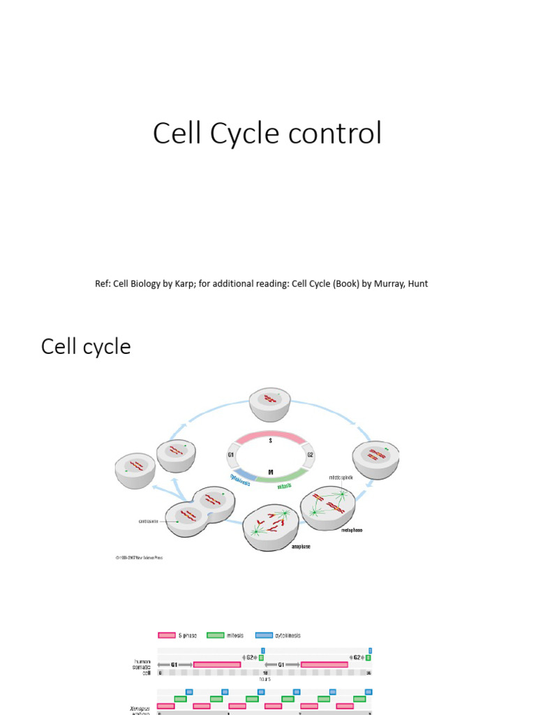 Eukaryotic Cell Cycle Overview | PDF | Mitosis | Cell Cycle