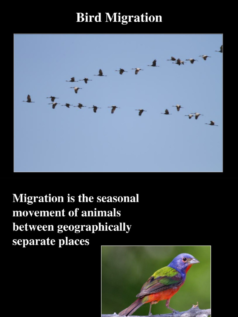 Bird Migration | PDF