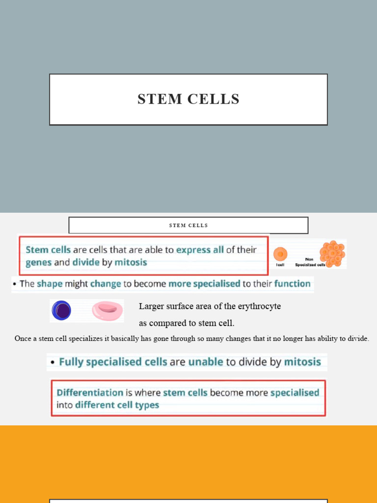 Stem Cells | PDF | Cell Potency | Stem Cell