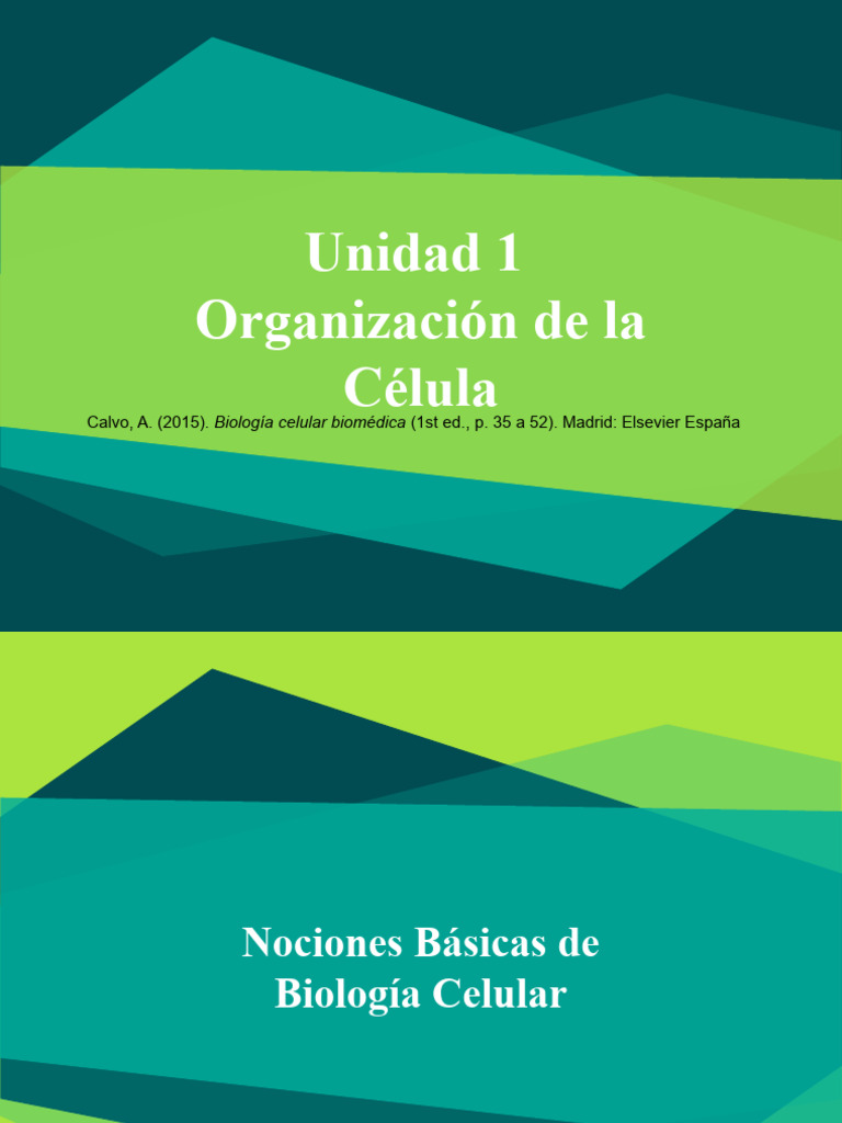 Unidad 1 - Organización de La Célula | PDF | Biología Celular) | Eucariotas Unidad 1 - Organización de La Célula | PDF | Biología Celular) | Eucariotas