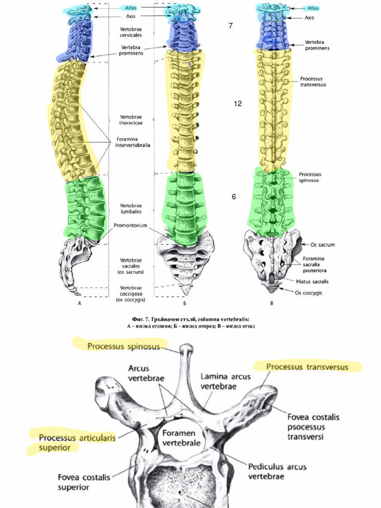 Vertebrae | PDF | Sistema musculoesquelético | Sistema esquelético