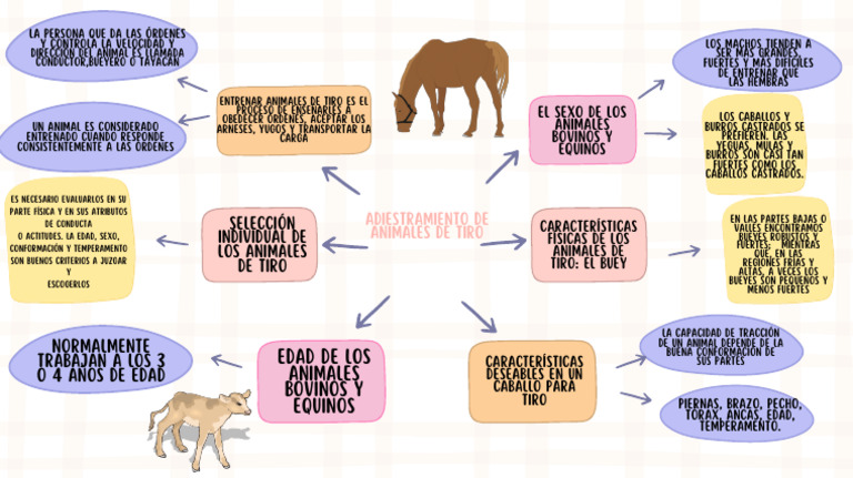 Cute Pastel Colorful Creative Mind Map Brainstorm (1) | PDF | Caballos ...
