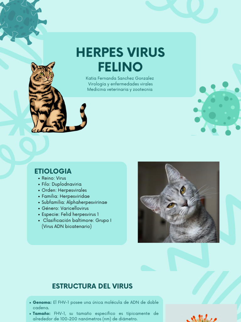 Herpesvirus Felino: Síntomas y Tratamiento | PDF | Virus | Gatos