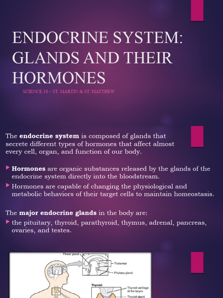 Endocrine System | PDF | Menstrual Cycle | Luteinizing Hormone