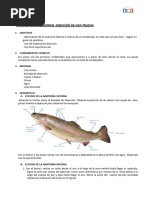 Anatomía del Calamar: Interna y Externa | PDF | Corazón | Sistema ...