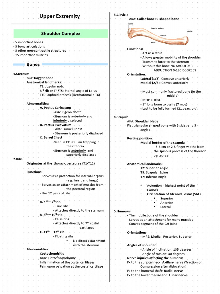 5. Upper Extremity | PDF | Elbow | Anatomical Terms Of Motion