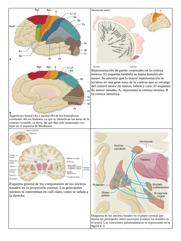 NEURO NORMAL de neurologia victor imagenes | PDF | Ganglios basales ...