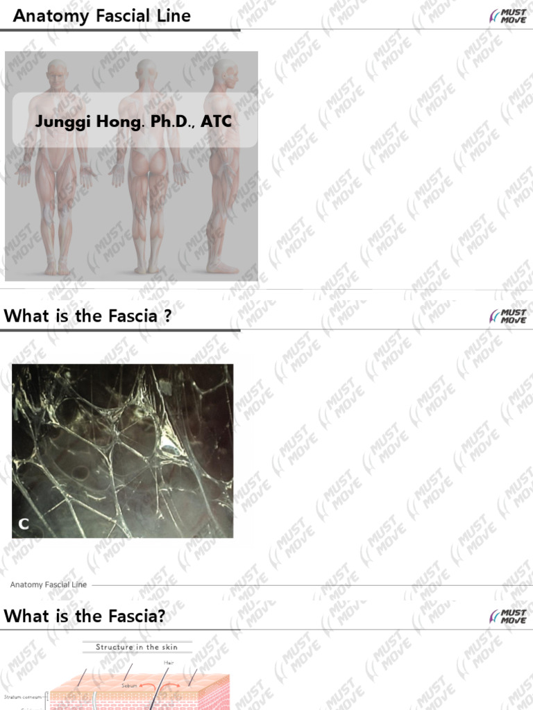 Fascial Lines for Anatomy Experts | PDF | Arm | Anatomical Terms Of Motion