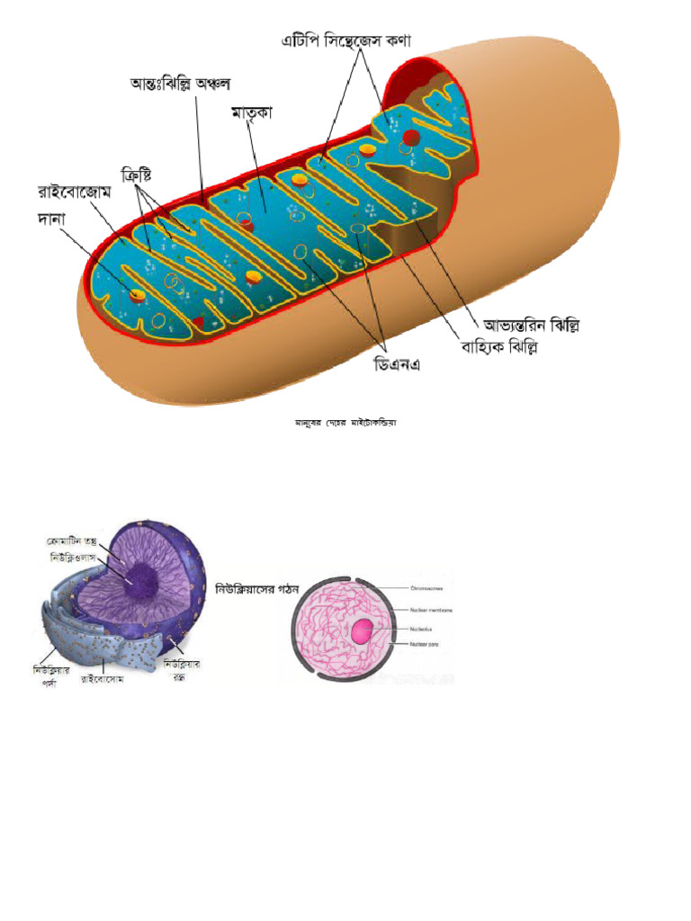 Cell Membrane Pdf