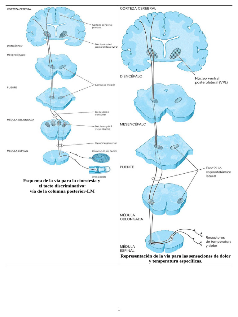 NEUROANATOMIA Funcional VIAS Esquemas Imagenes Cortes | PDF | Cerebelo ...