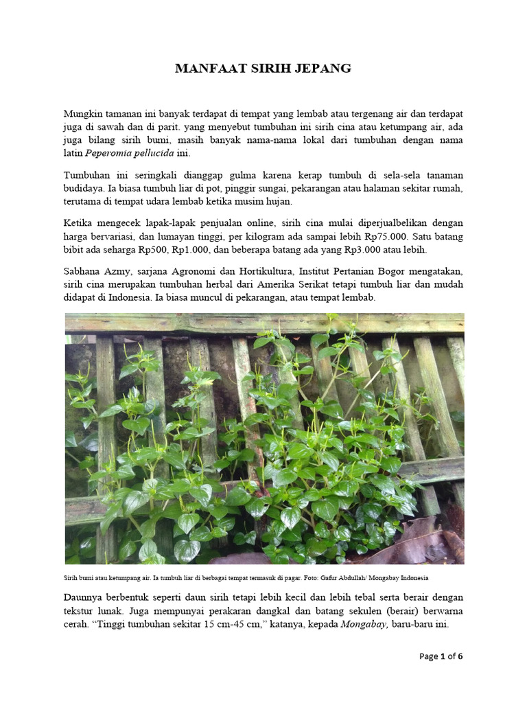 Manfaat Sirih Jepang | PDF