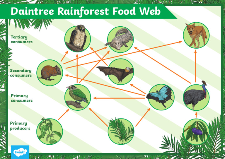 Daintree Rainforest Food Web Overview | PDF