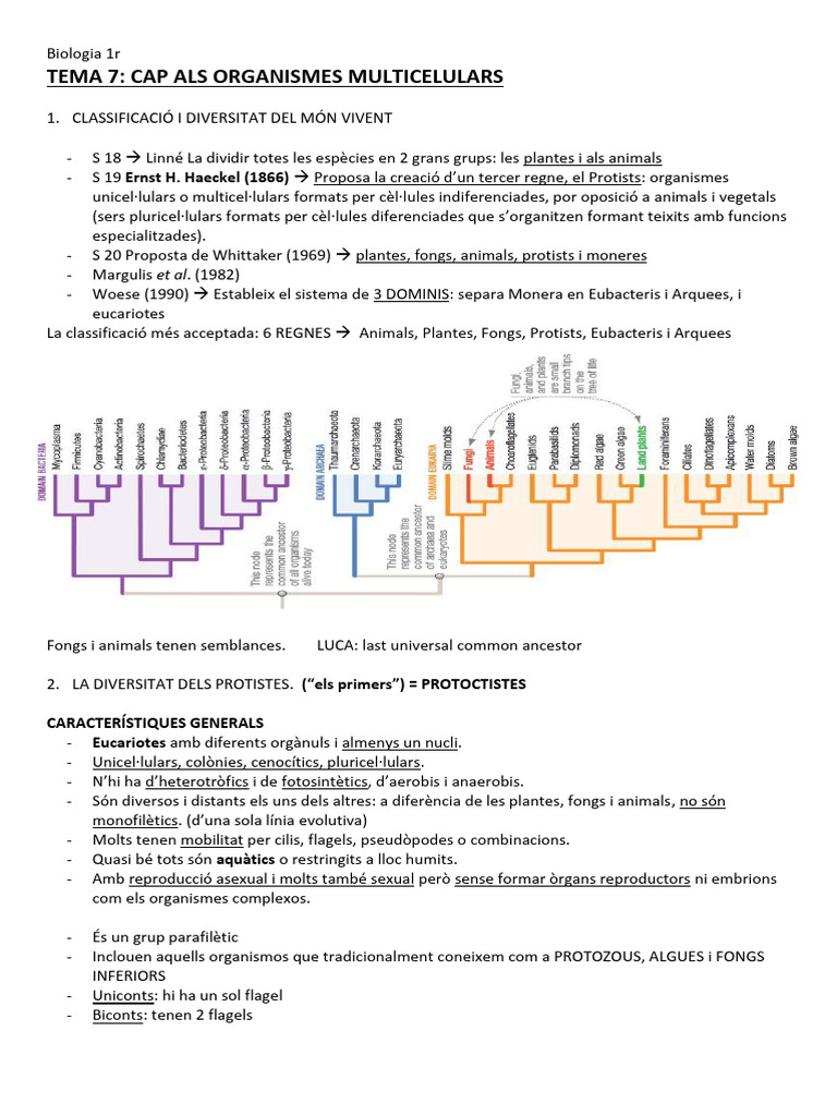 Wuolah Free TEMA 7 Gulag Free | PDF
