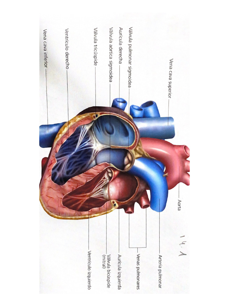 partes del corazon | PDF