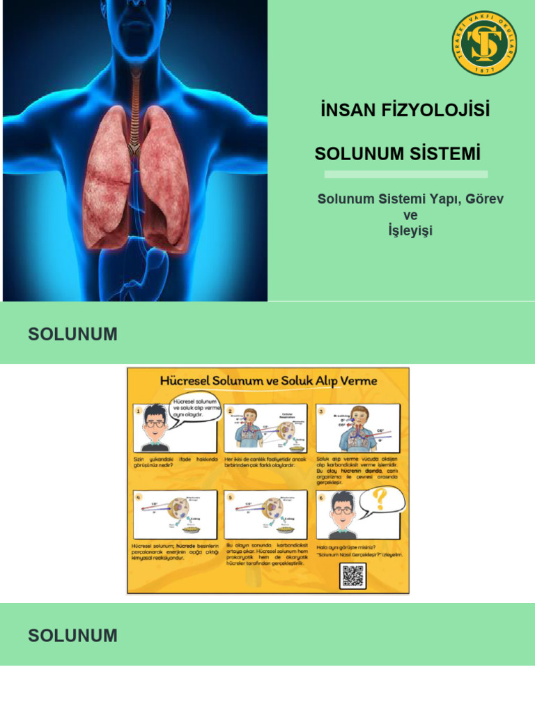 11 Bi̇yo Solunum Si̇stemi̇ | PDF