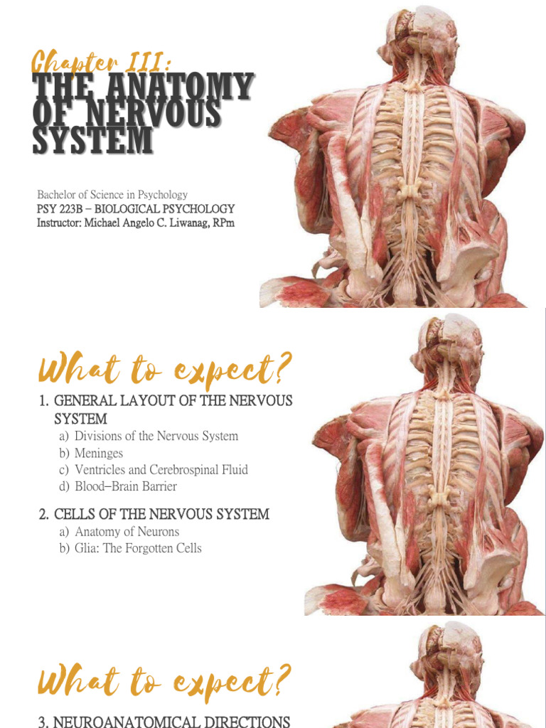 Anatomy of the Nervous System Overview | PDF | Neuron | Central Nervous ...